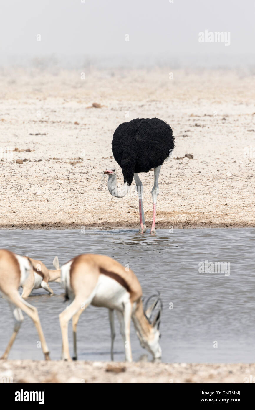 Ostrich and water hi-res stock photography and images - Alamy