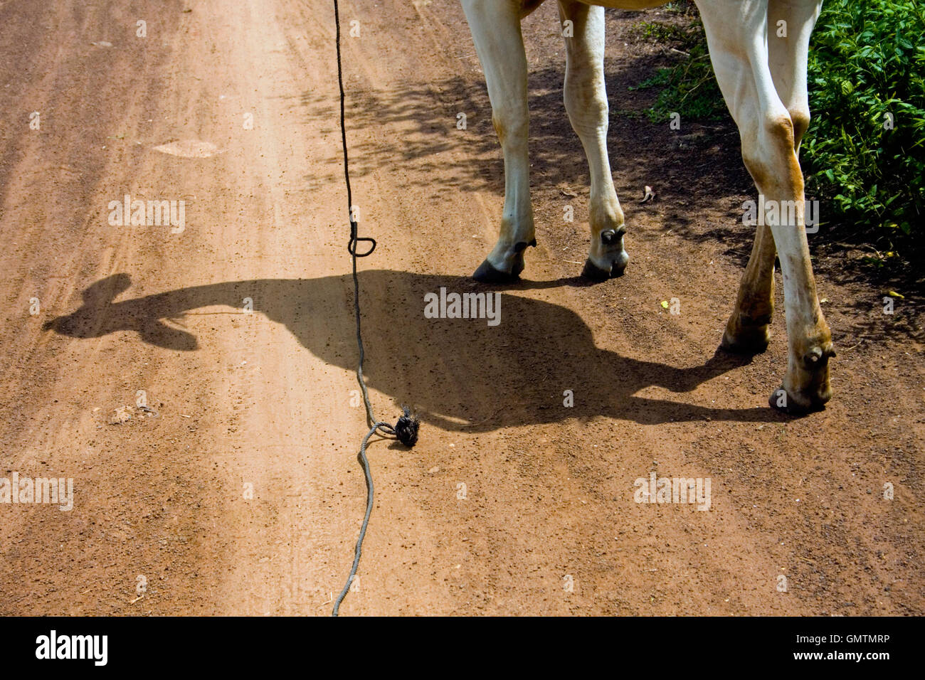 A cow tied to a rope casts a shadow on a dirt road in Chork village ...