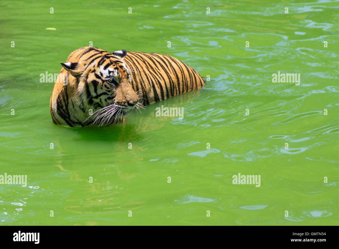 Floating fur hi-res stock photography and images - Alamy
