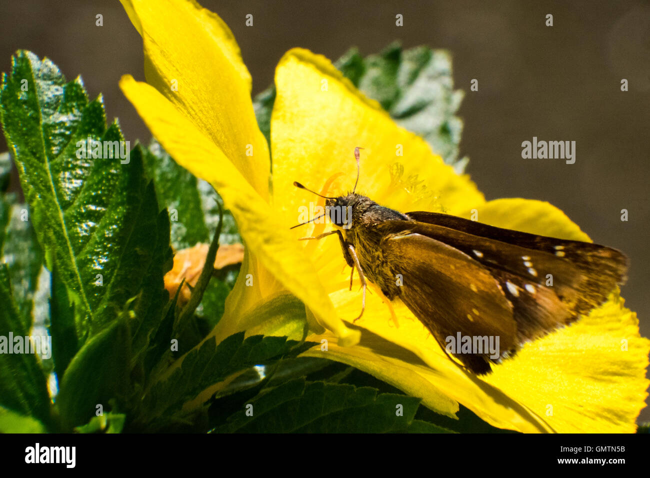 Common tiger butterfly hi-res stock photography and images - Alamy