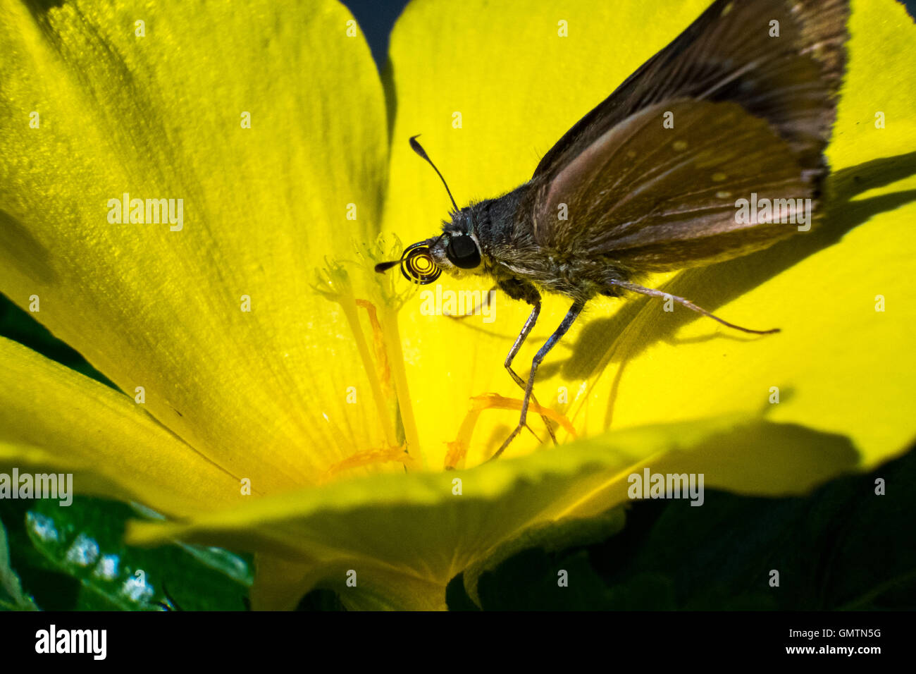 Common tiger butterfly hi-res stock photography and images - Alamy