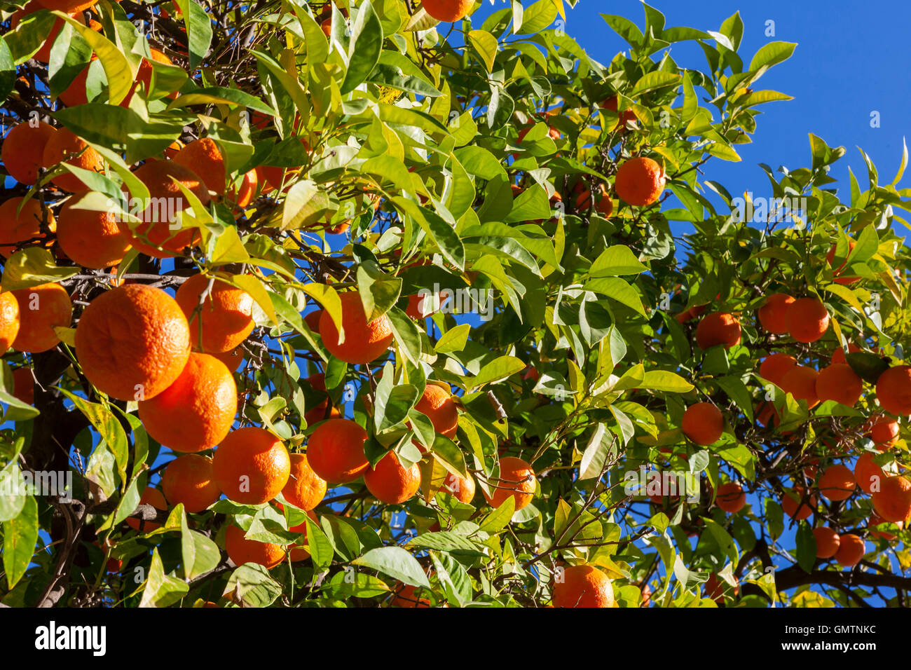 Close-up of fruit-laden orange tree, Plaza Patio de Banderas, Sevilla ...