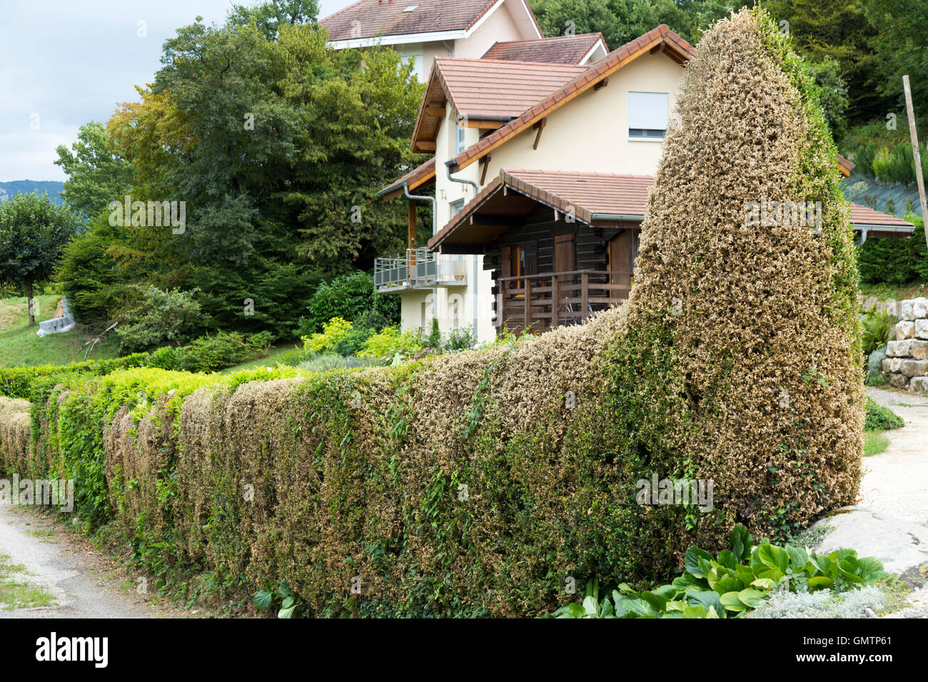 Box tree ( Buxus ) hedge damaged / defoliated / eaten & covered in ...