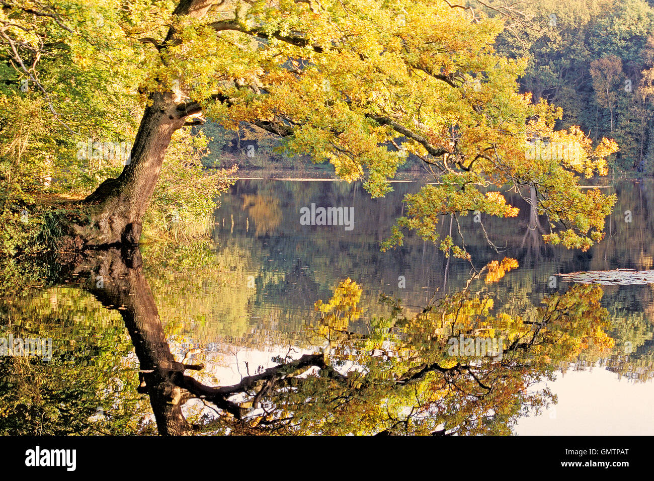 Horsted park hi-res stock photography and images - Alamy