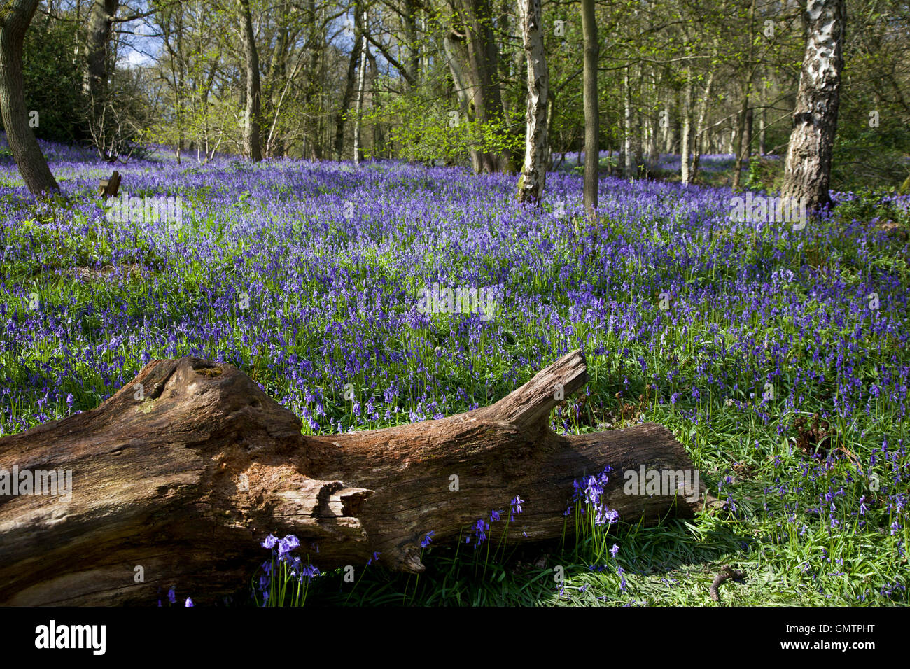 Spring time woods hi-res stock photography and images - Alamy
