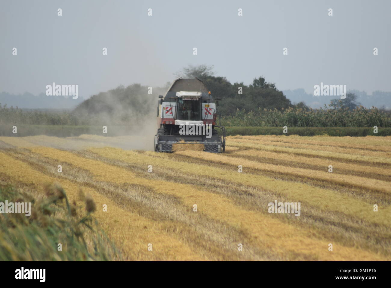 Rice harvesting by the combine Stock Photo - Alamy
