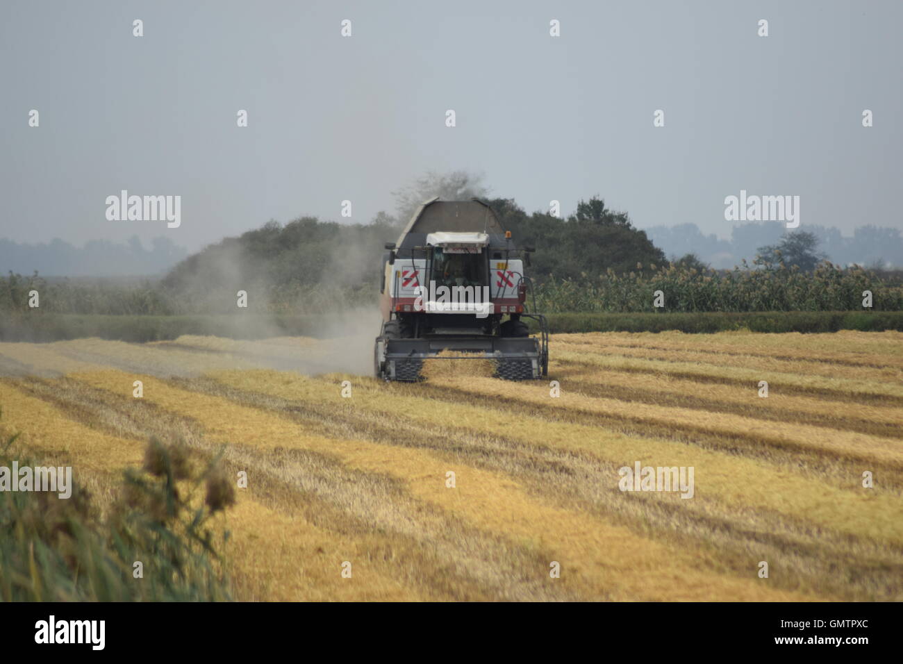 Rice harvesting by the combine Stock Photo - Alamy