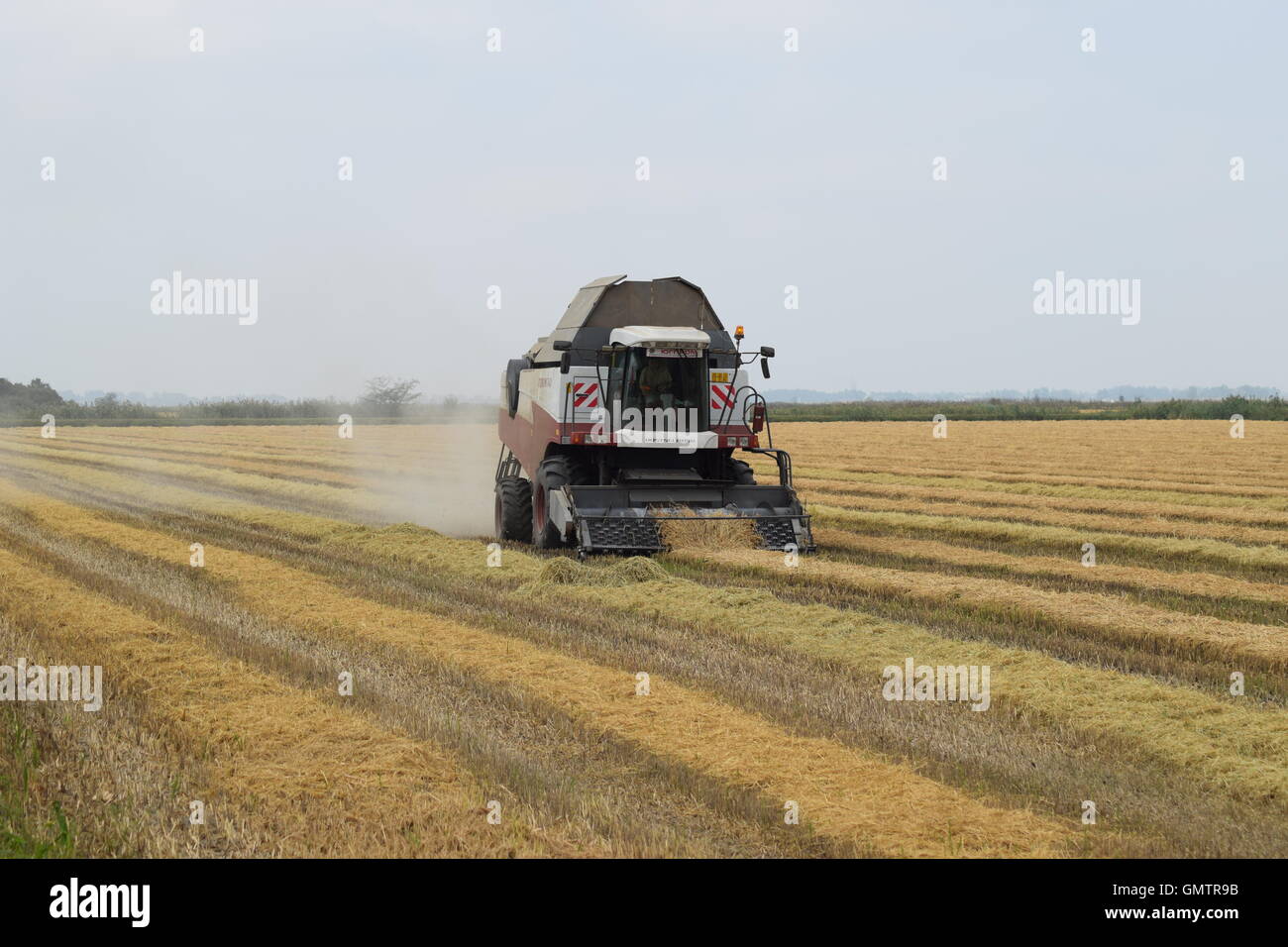 Rice harvesting by the combine Stock Photo - Alamy