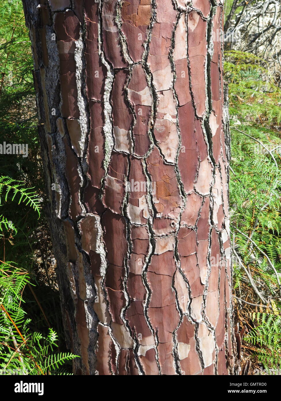 Pine wood patterns hi-res stock photography and images - Alamy