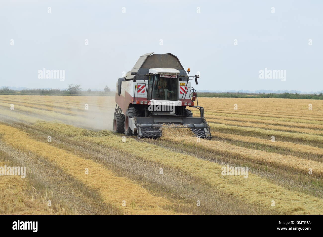 Rice harvesting by the combine Stock Photo - Alamy