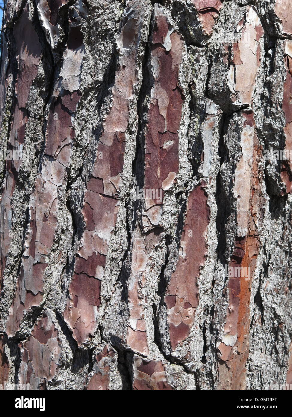 Red pine tree detail hi-res stock photography and images - Alamy