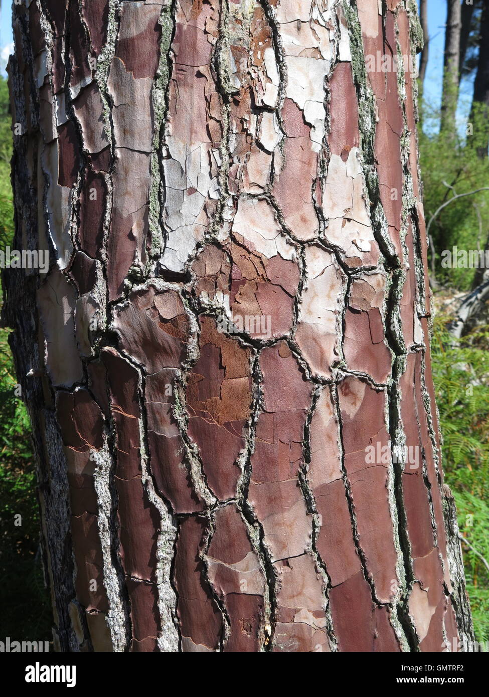 Red pine tree detail hi-res stock photography and images - Alamy