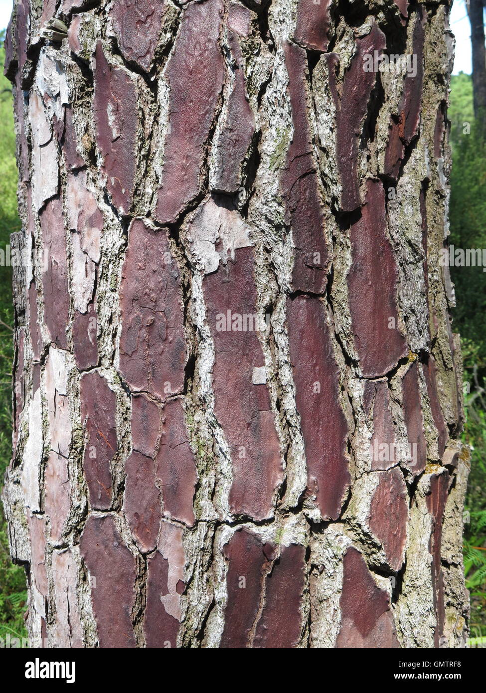 Red pine tree detail hi-res stock photography and images - Alamy