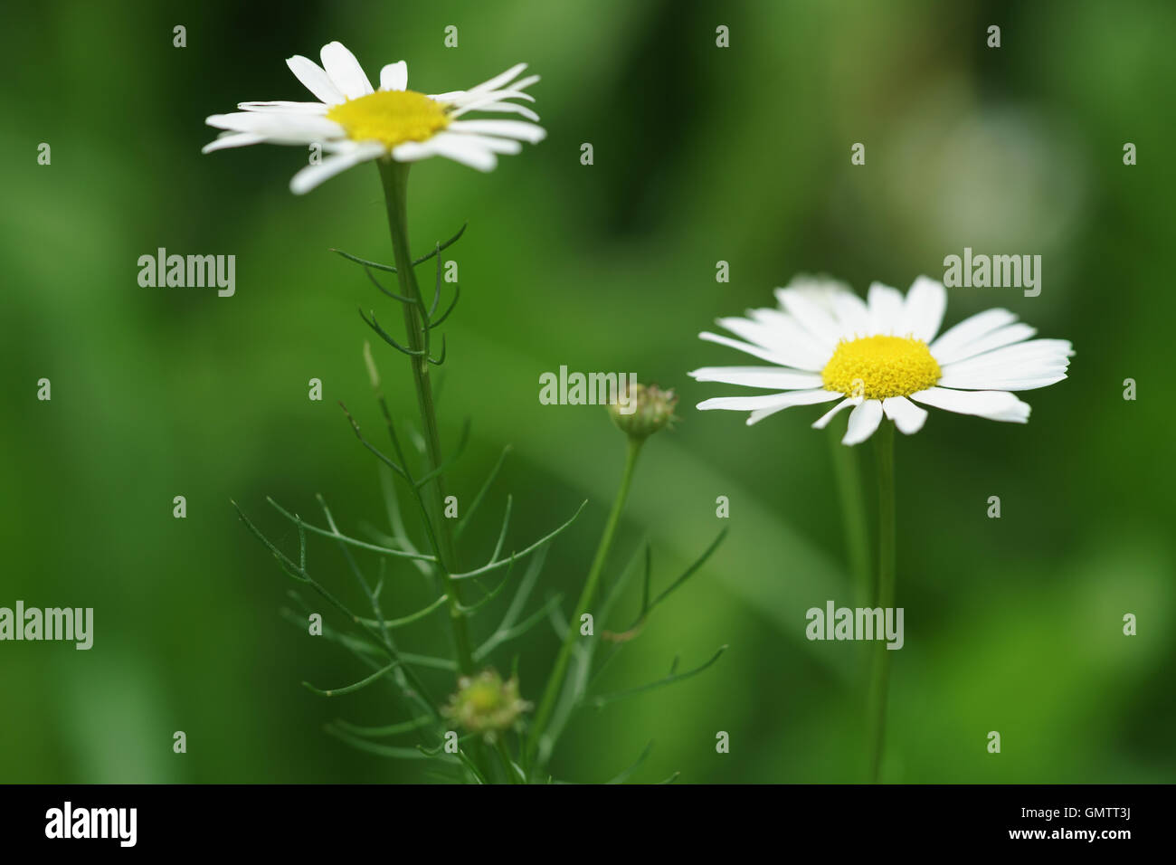 Two beautiful daisy flower in hi-res stock photography and images - Alamy