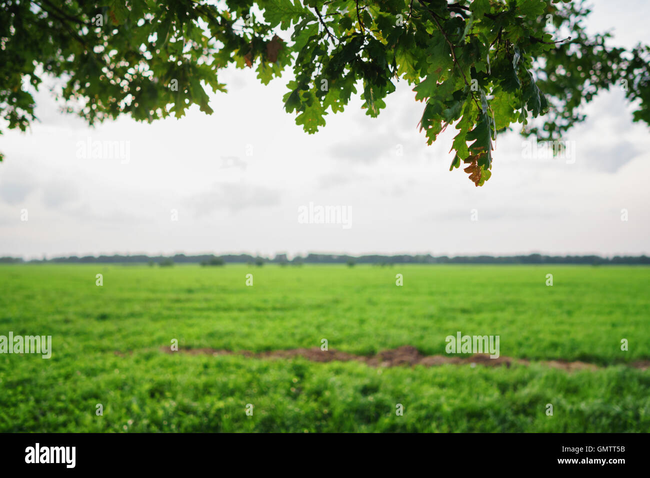 under the oak tree on field background Stock Photo - Alamy
