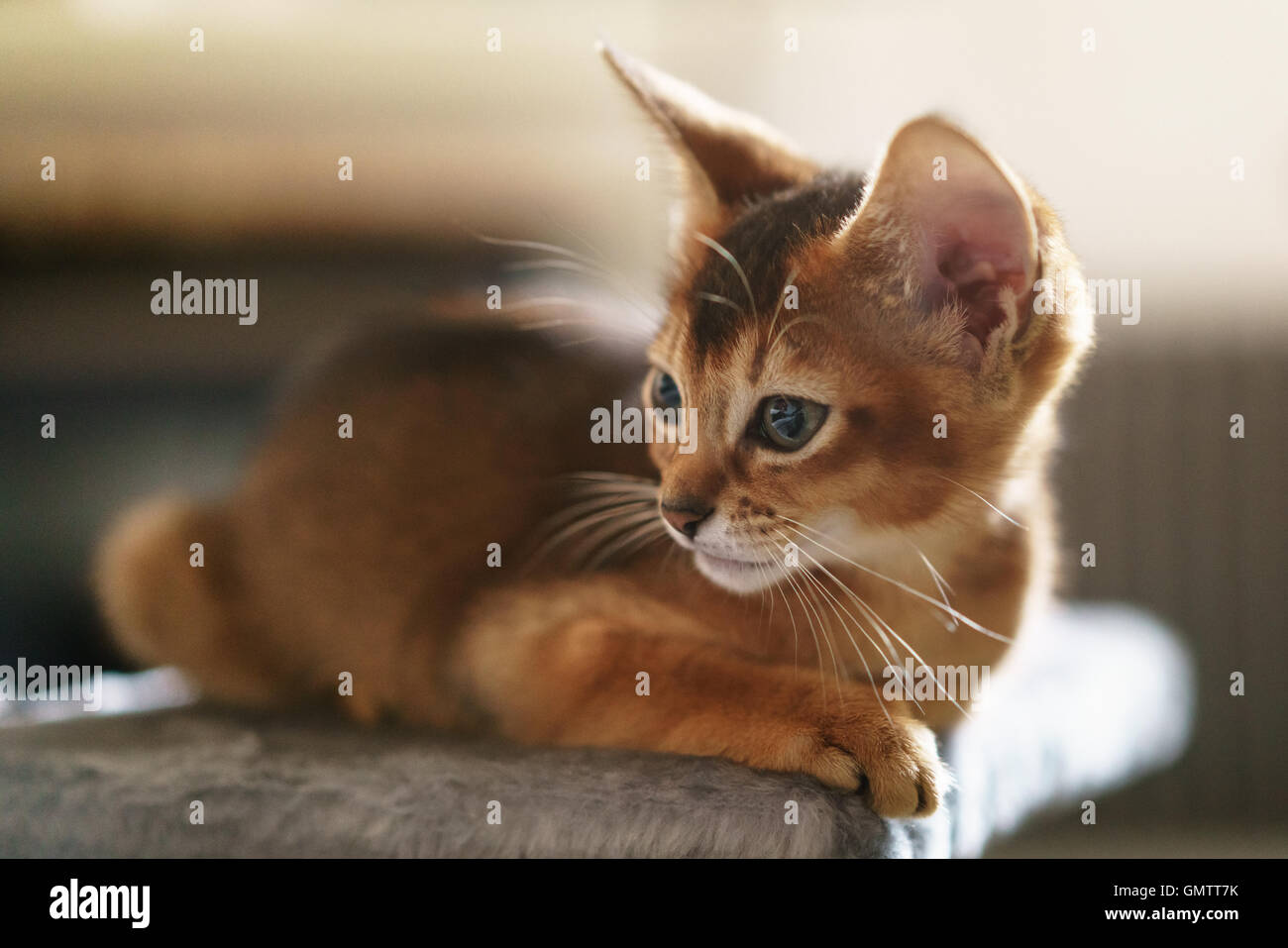 abyssinian kitten wild color indoor portrait Stock Photo - Alamy