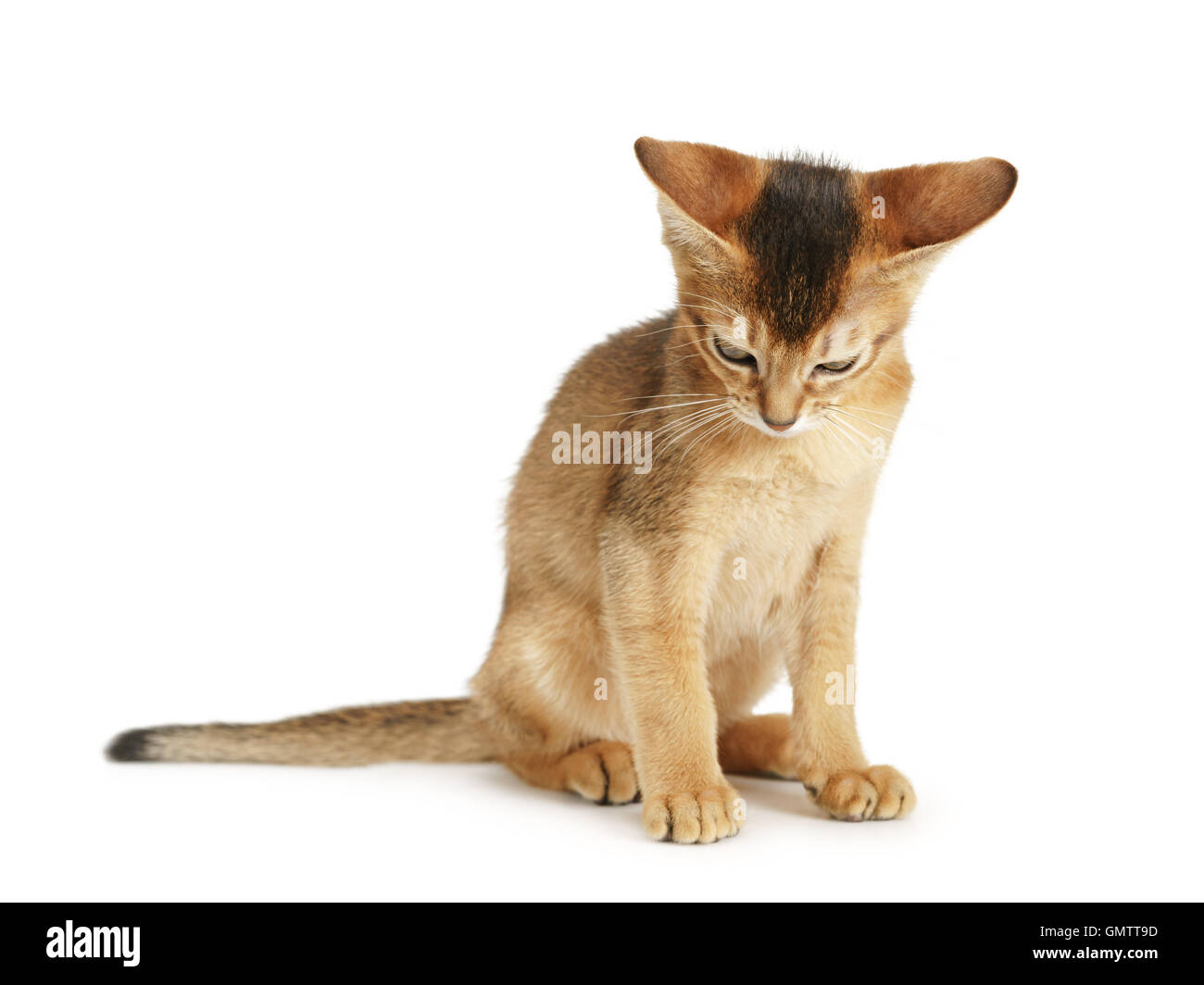 wild color abyssinian kitten 3 month sitting on white background ...
