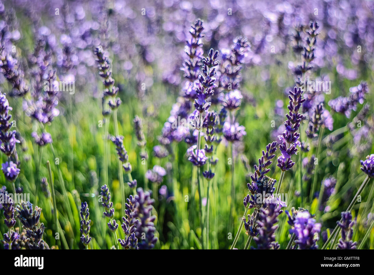 Lavenders the colour hi-res stock photography and images - Alamy