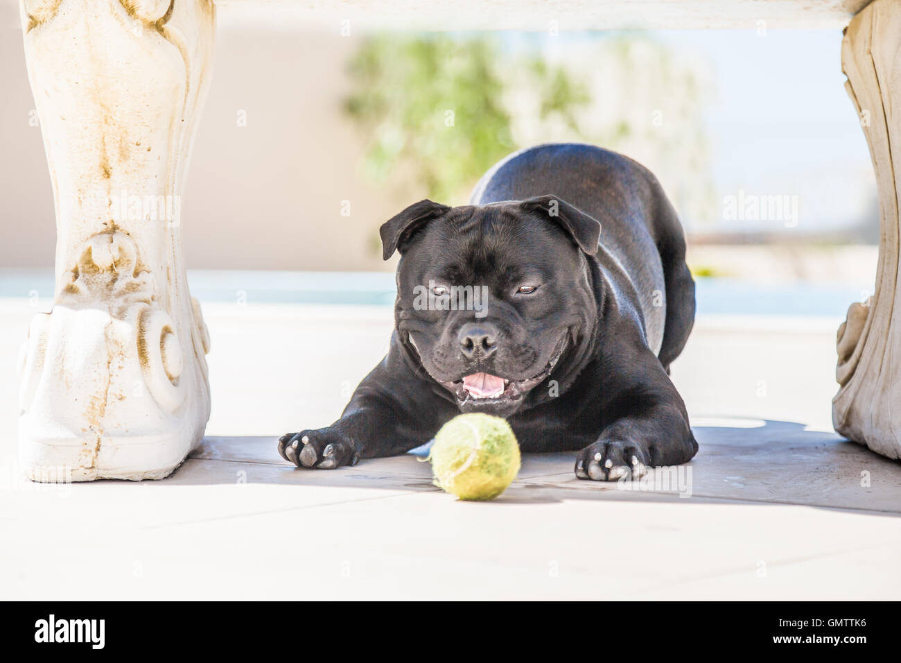 happy black staffordshire bull terrier crouching ready to pounce on a ...