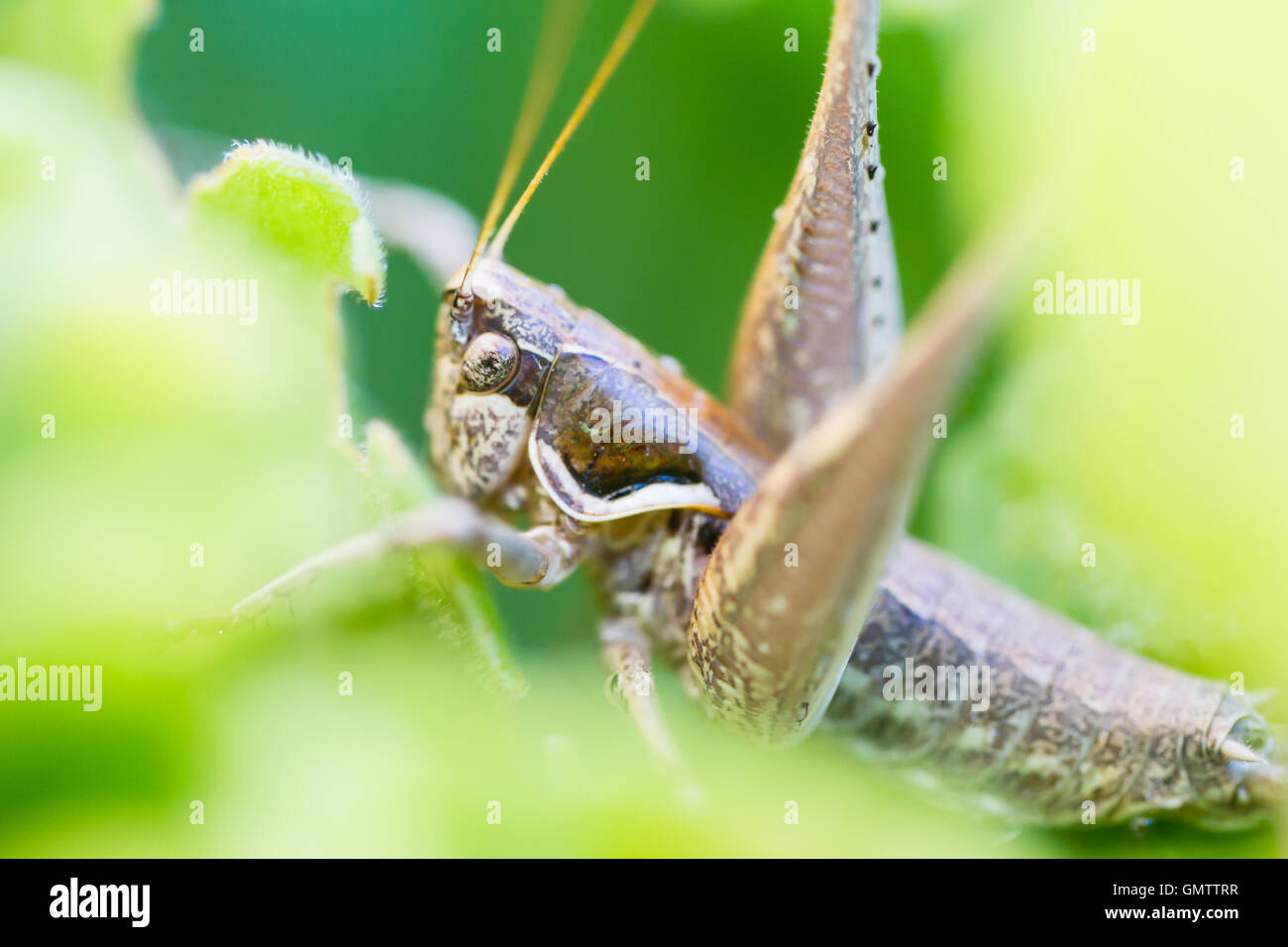 Cricket insect eating hi-res stock photography and images - Alamy