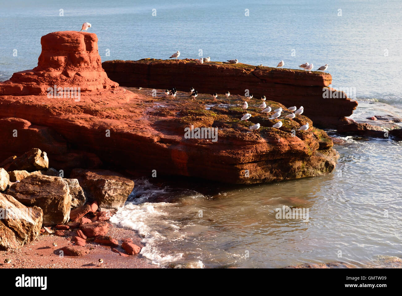 Devon seabirds sea birds hi-res stock photography and images - Alamy