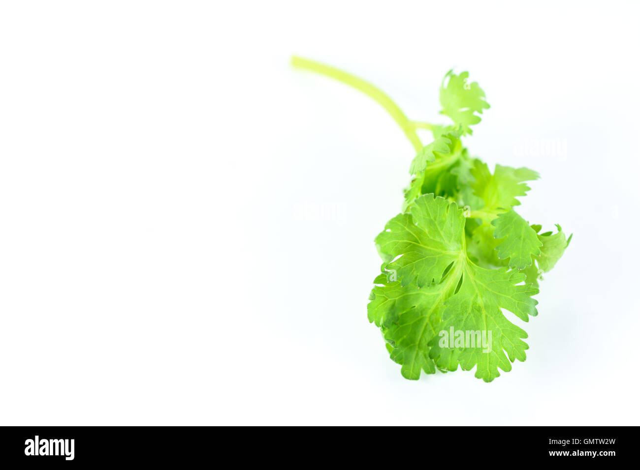green coriander isolated on white background Stock Photo - Alamy