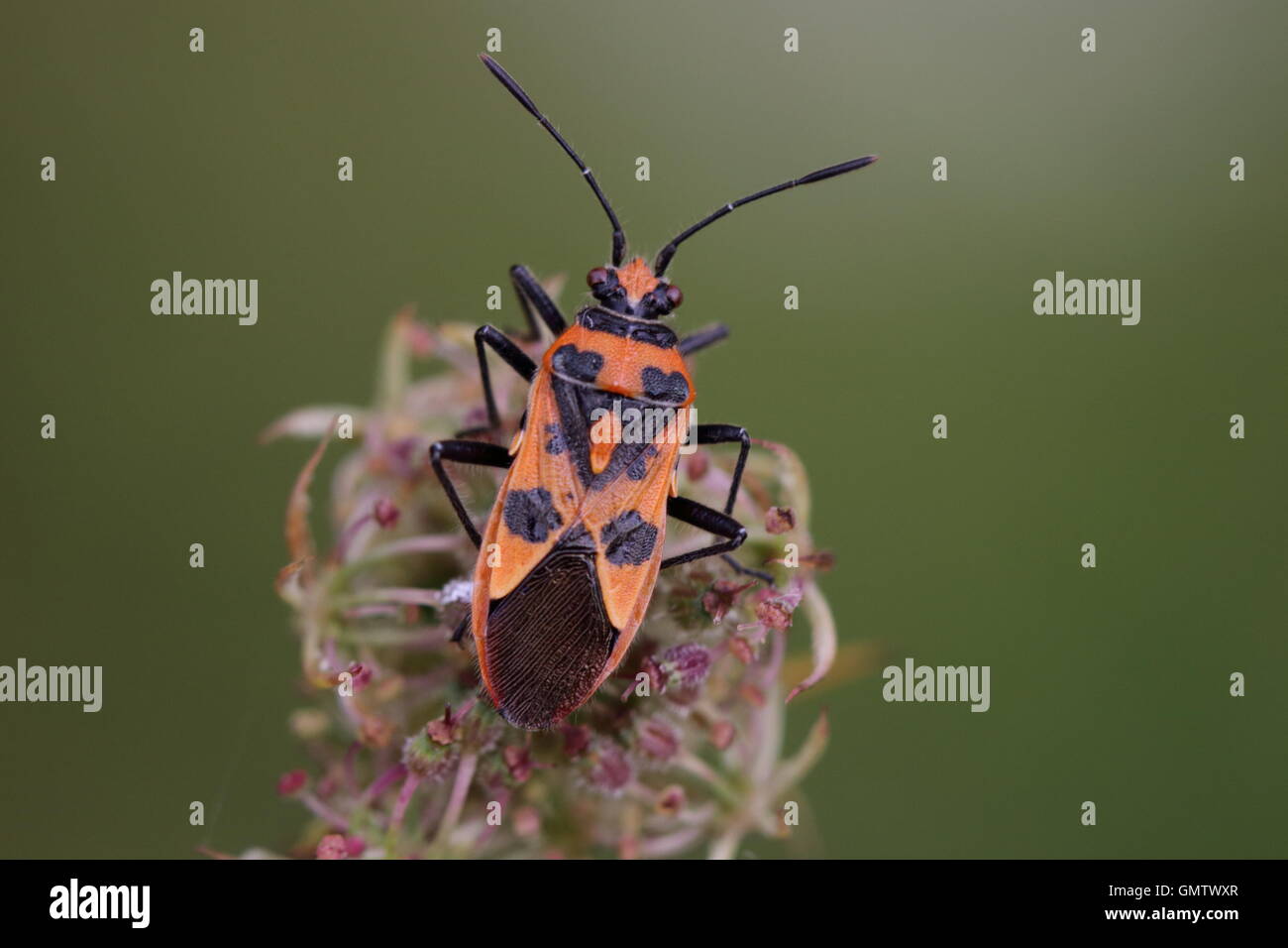 Cinnamon bug hi-res stock photography and images - Alamy