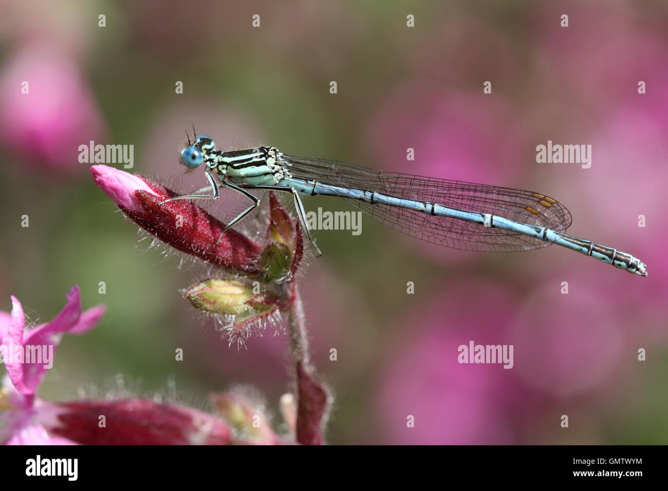 Male White-legged Damselfly Stock Photo - Alamy