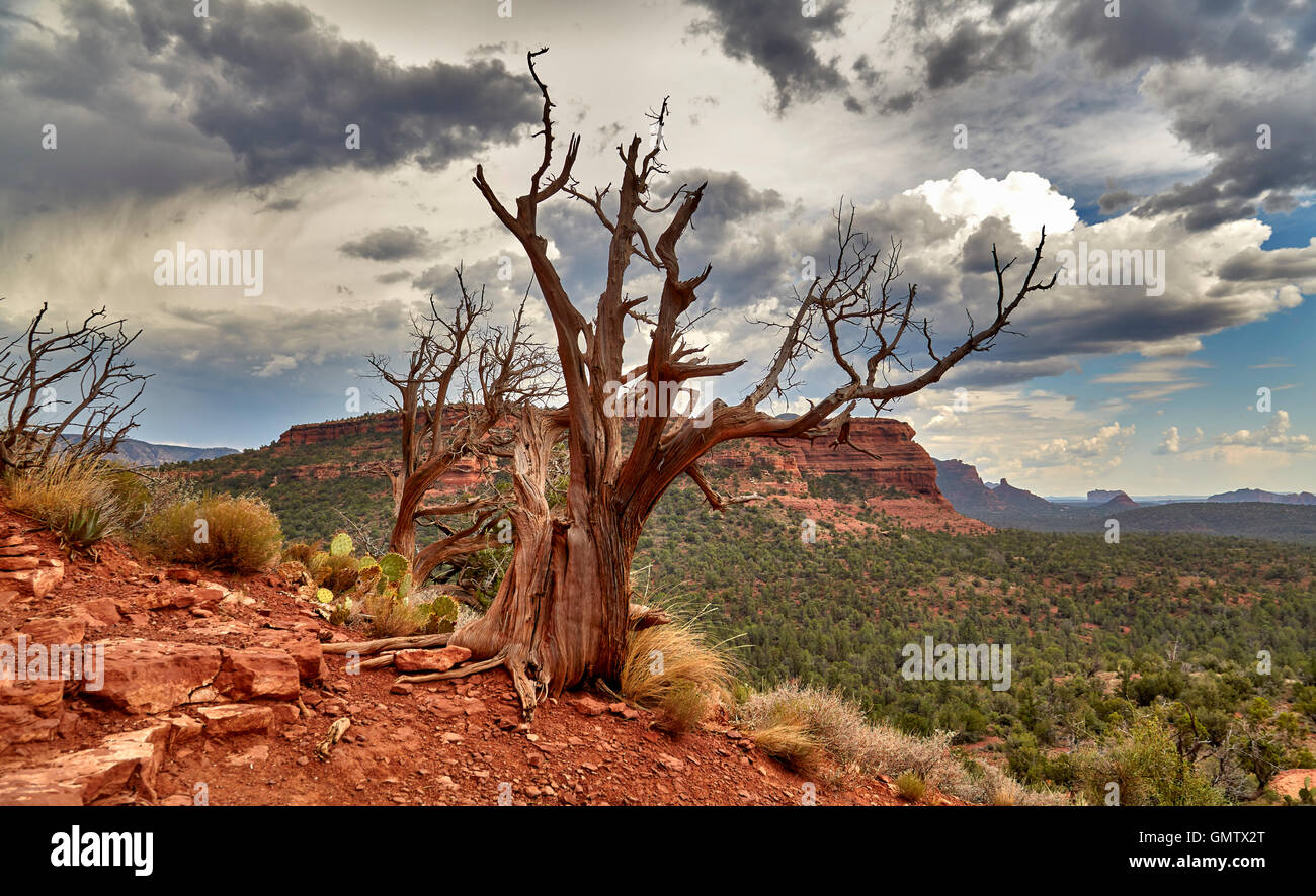 Dead hardwood tree on side of mountain in Sedona Arizona Stock Photo ...