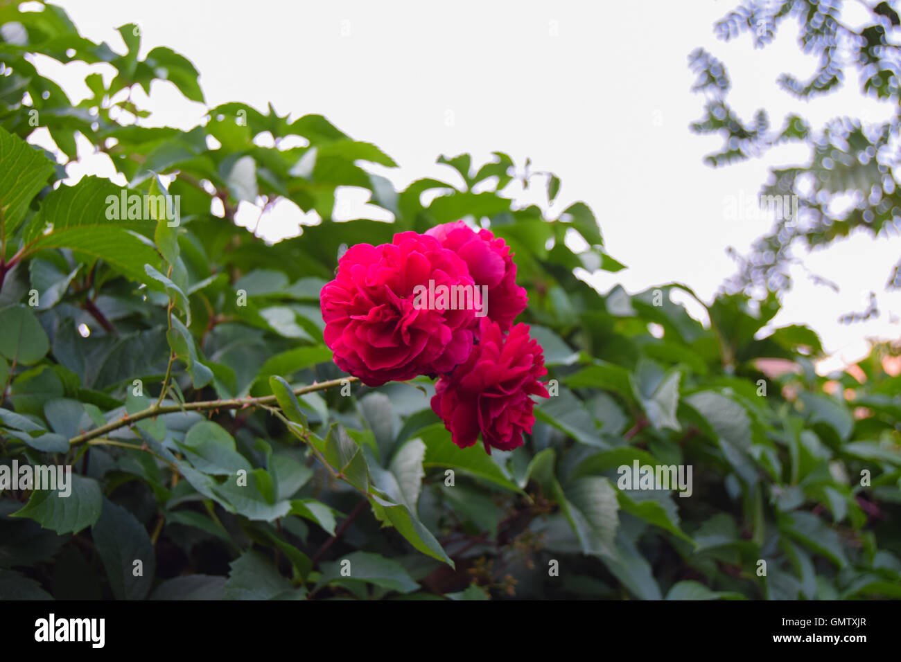 Close up of light red rose in British garden in the summer, slightly ...