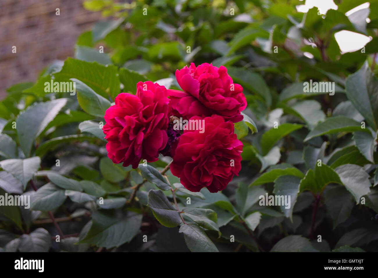 Close up of light red rose in British garden in the summer, slightly ...