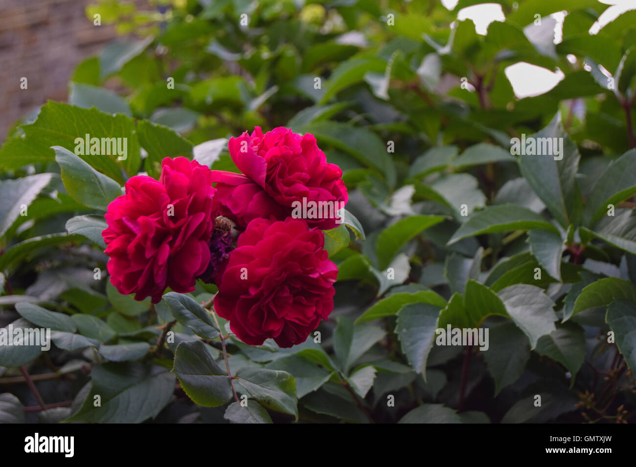 Close up of light red rose in British garden in the summer, slightly ...