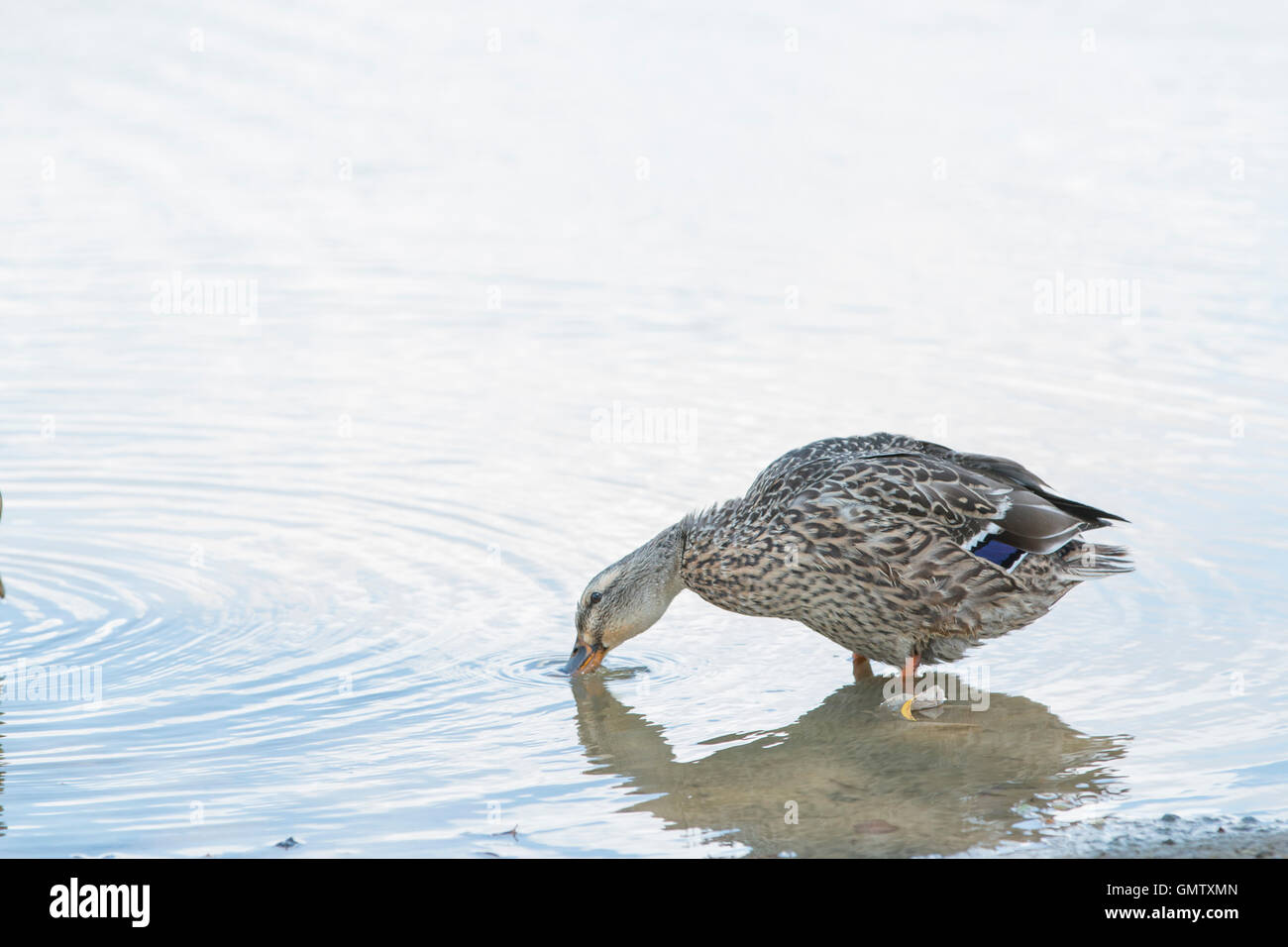 Brown duck drinking water from lake Stock Photo - Alamy