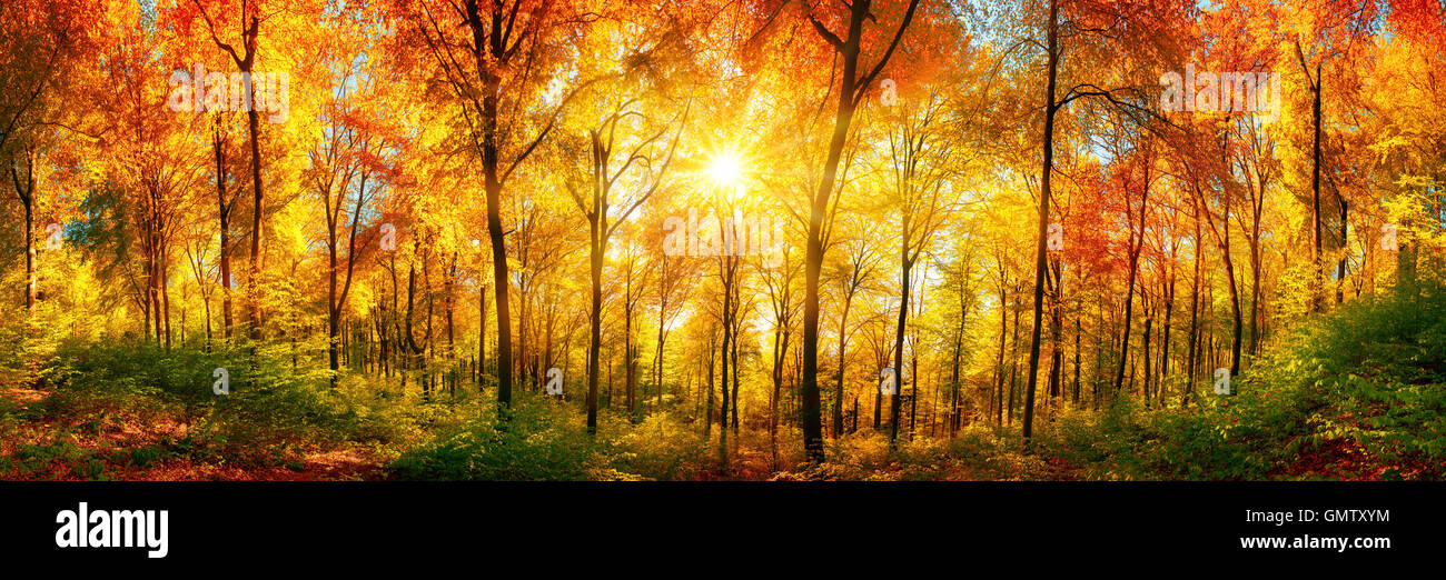 Autumn scenery in panorama format: a forest in vibrant warm colors with ...