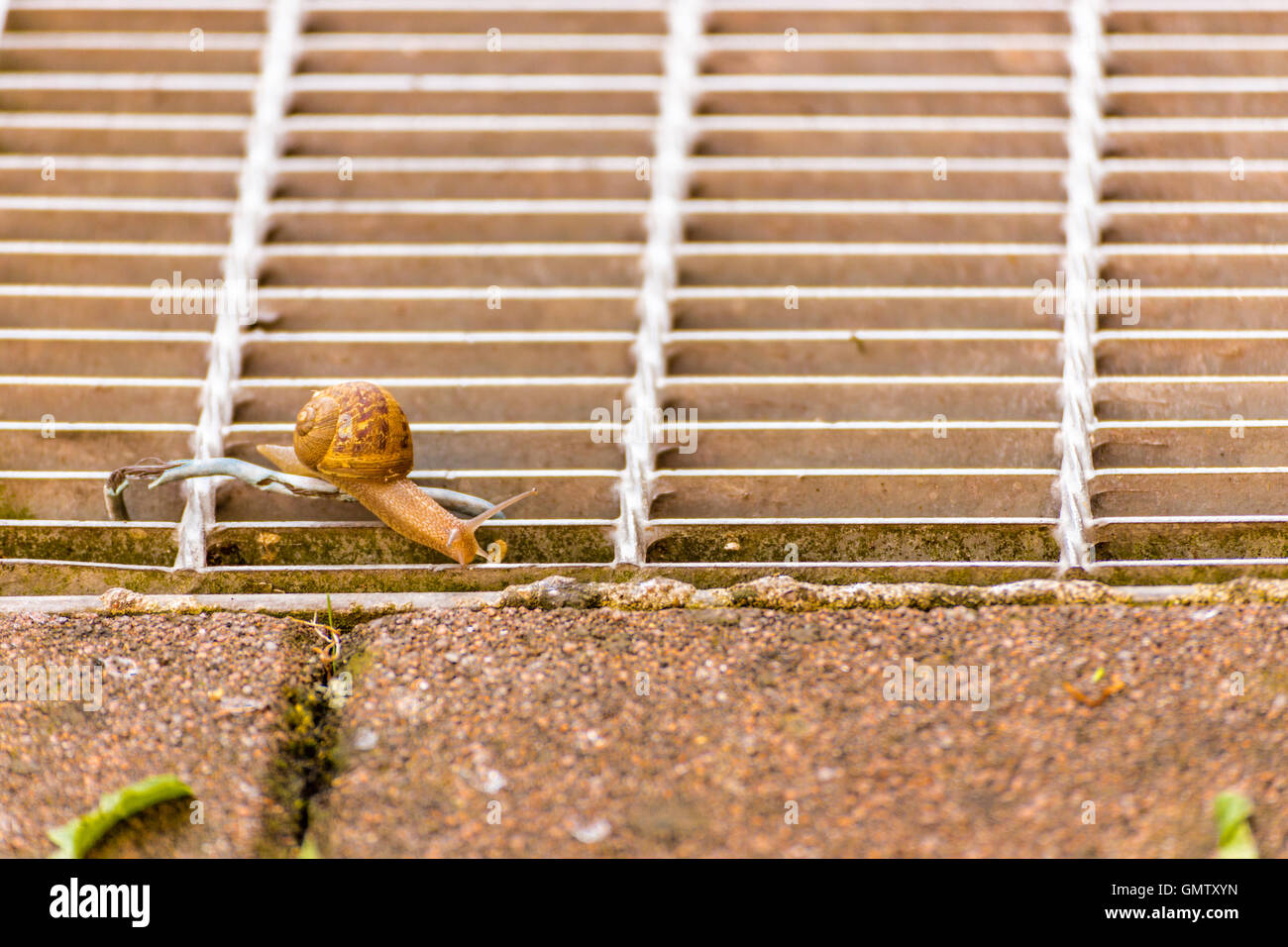 snail with shell Creeping over an urban lattice near electric cable ...