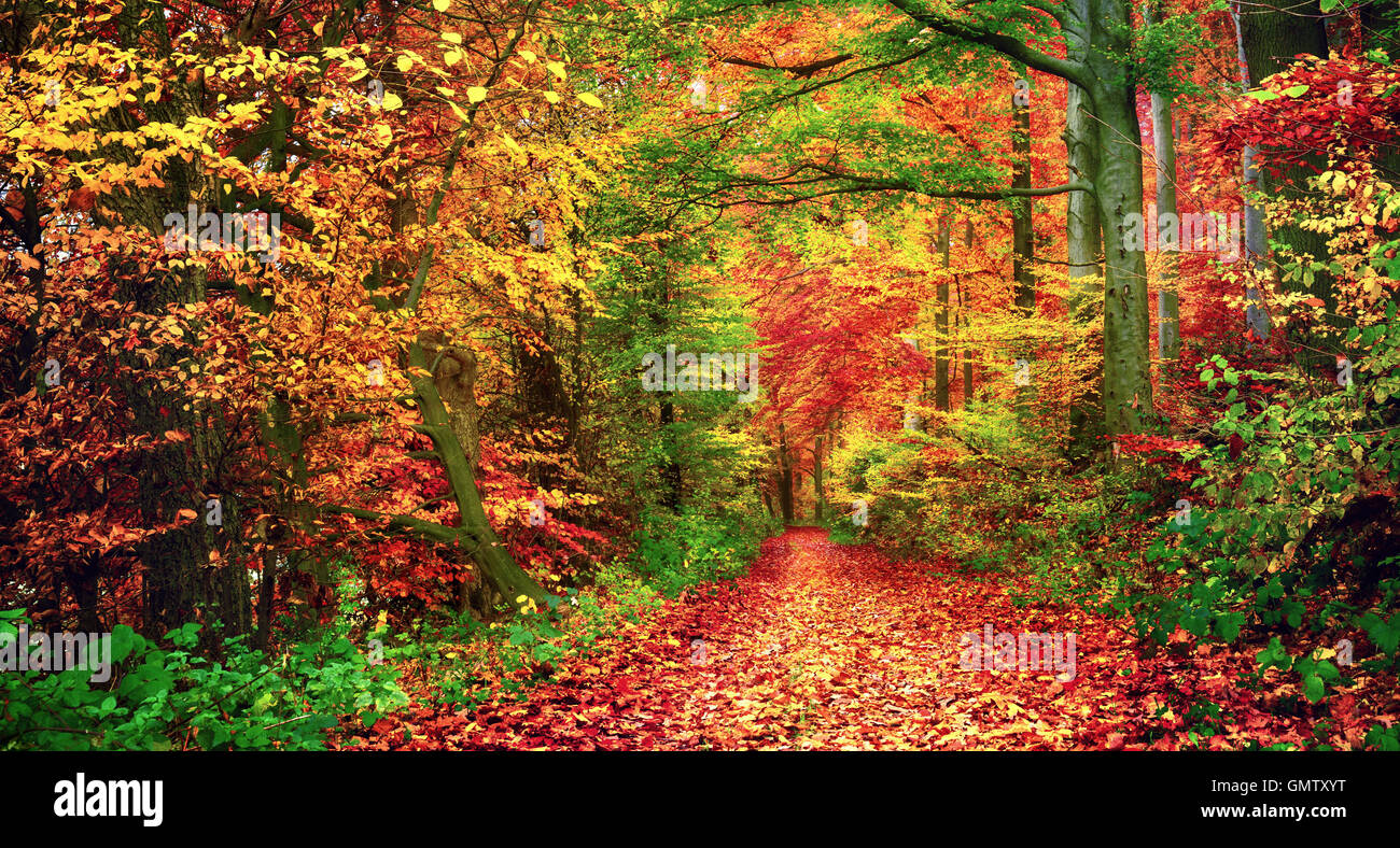 Colorful forest scenery in autumn with a path covered in leaves Stock ...