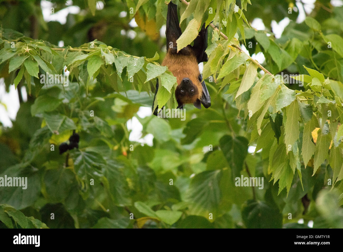 Maldivian fruit bat, also known as flying fox on an island in Maldives ...