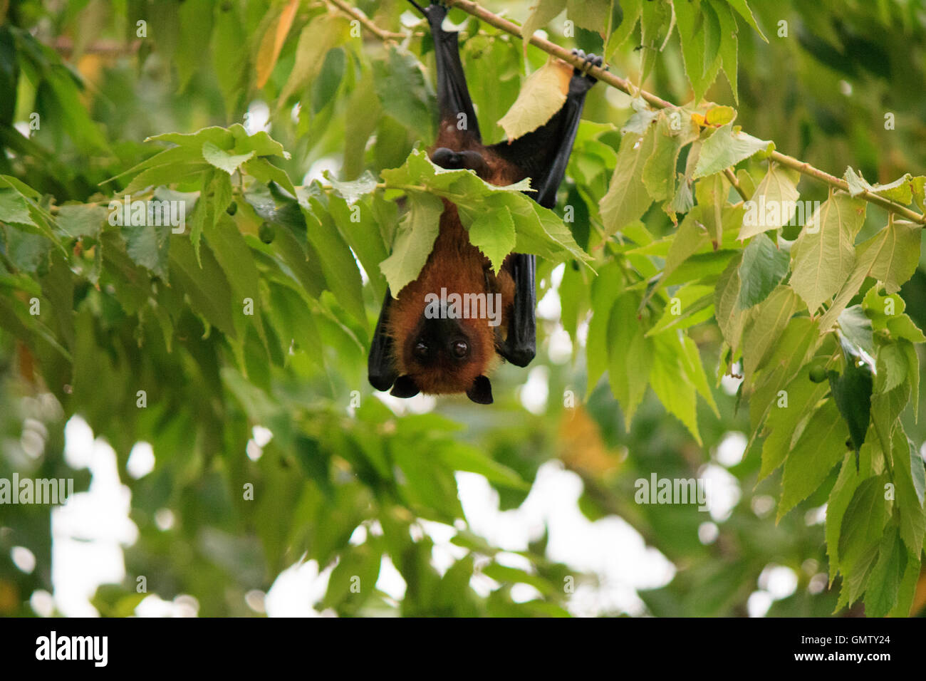 Maldivian fruit bat, also known as flying fox on an island in Maldives ...