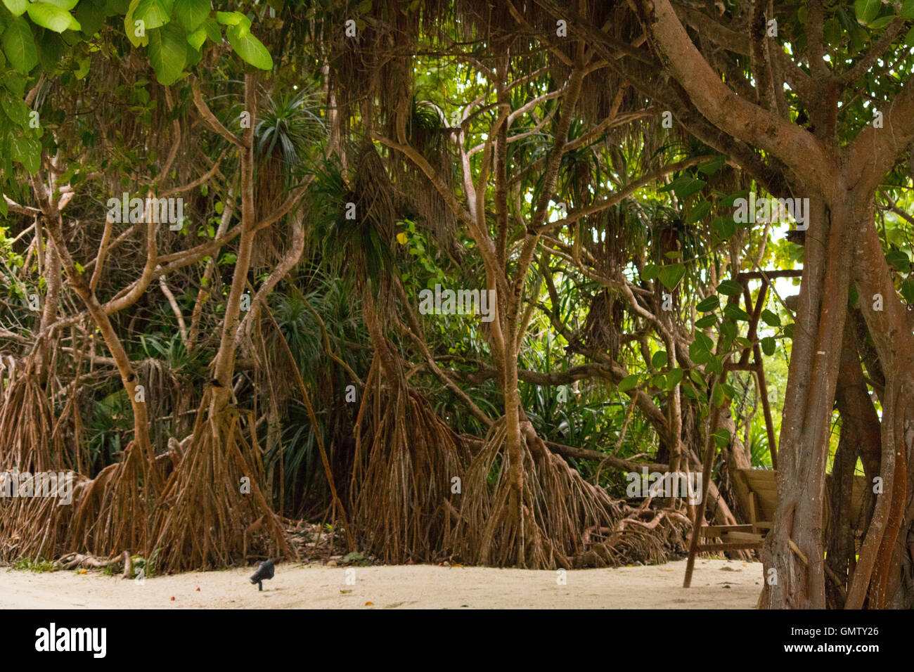 Maldivian hi-res stock photography and images - Alamy