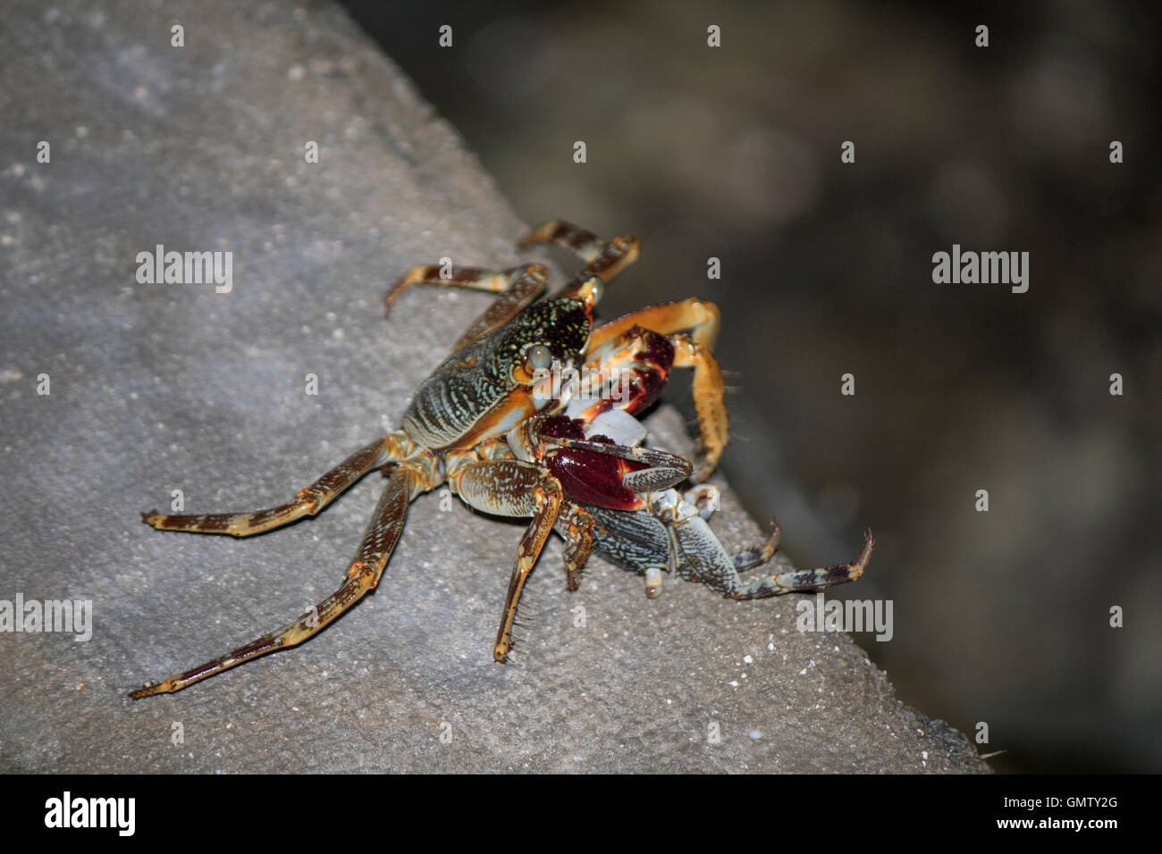 Ocean crabs hi-res stock photography and images - Alamy