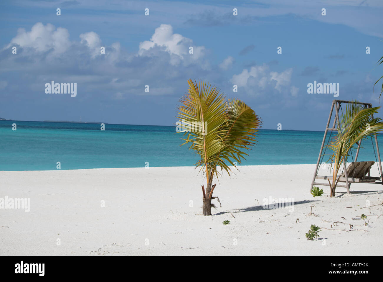 Two small palm trees hi-res stock photography and images - Alamy