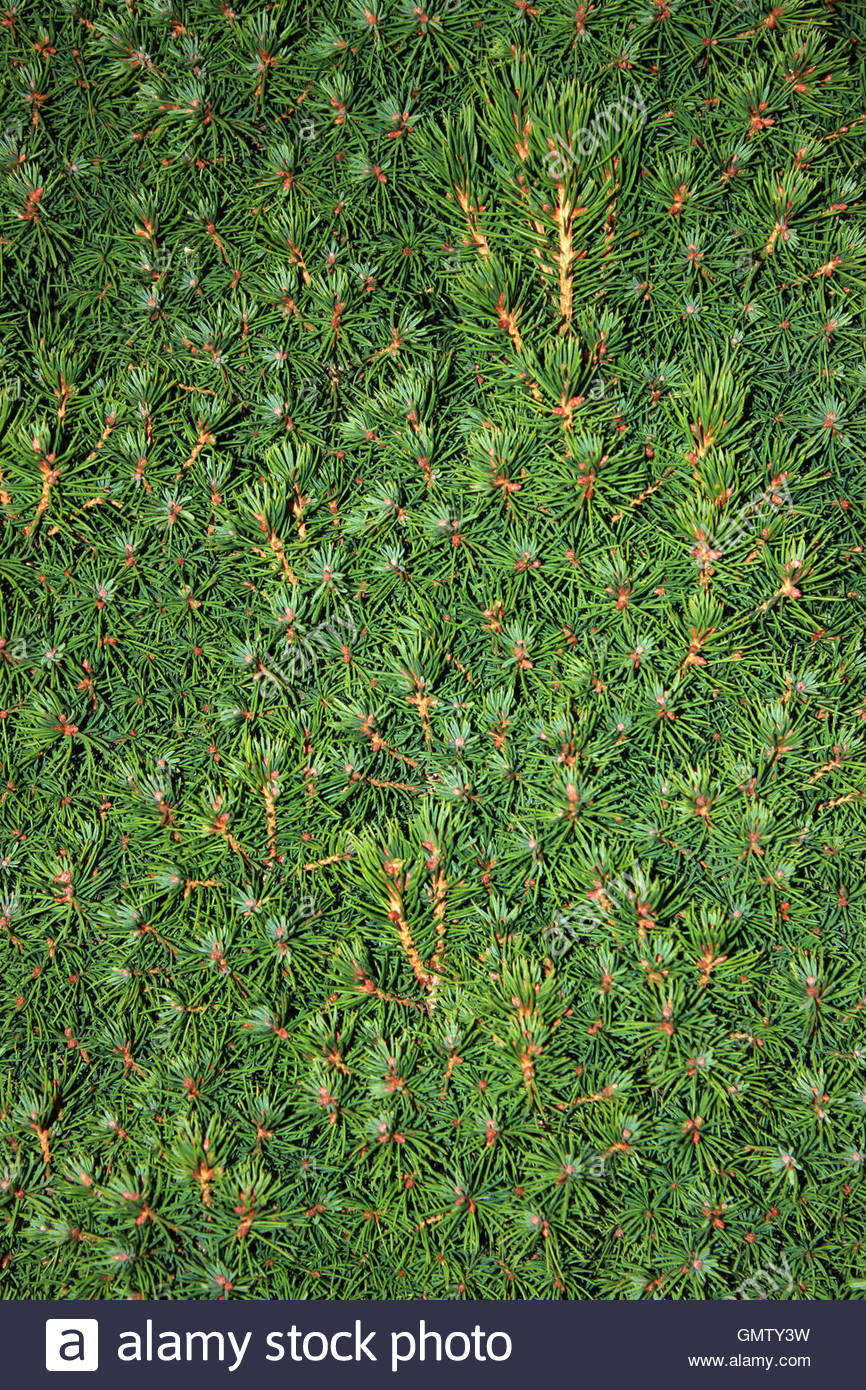 Micro Texture Stock Photos & Micro Texture Stock Images - Alamy