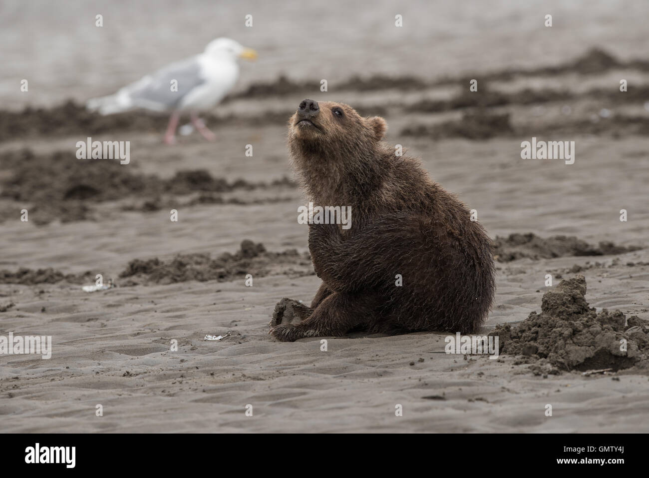 Alaskan brown bear cub sitting on beach Stock Photo - Alamy