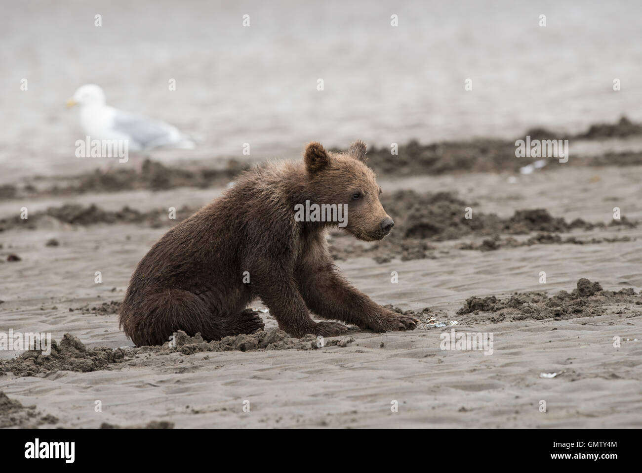 Alaskan brown bear cub sitting on beach Stock Photo - Alamy