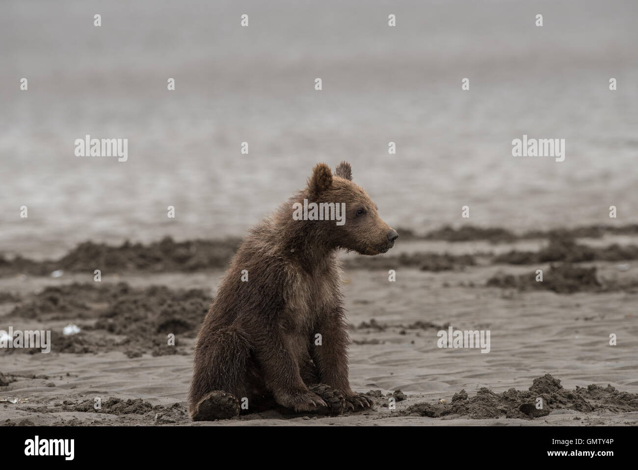 Alaskan brown bear cub sitting on beach Stock Photo - Alamy