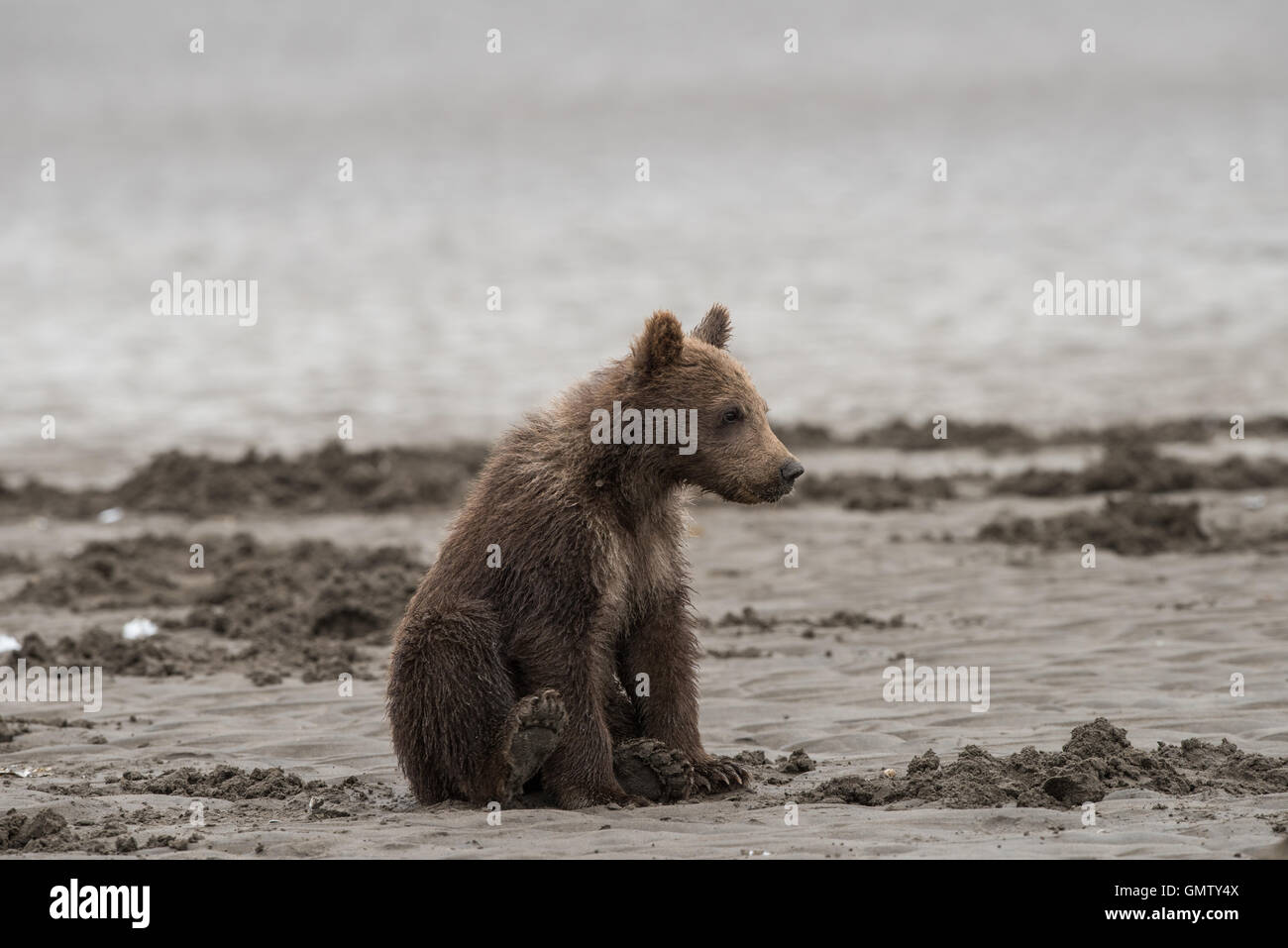 Alaskan brown bear cub sitting on beach Stock Photo - Alamy