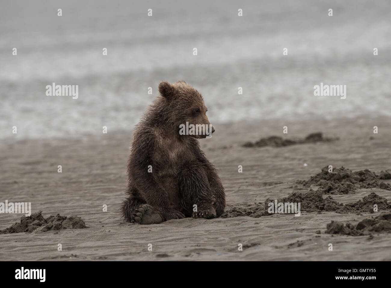 Grizzly bear cubs sitting on beach hi-res stock photography and images ...