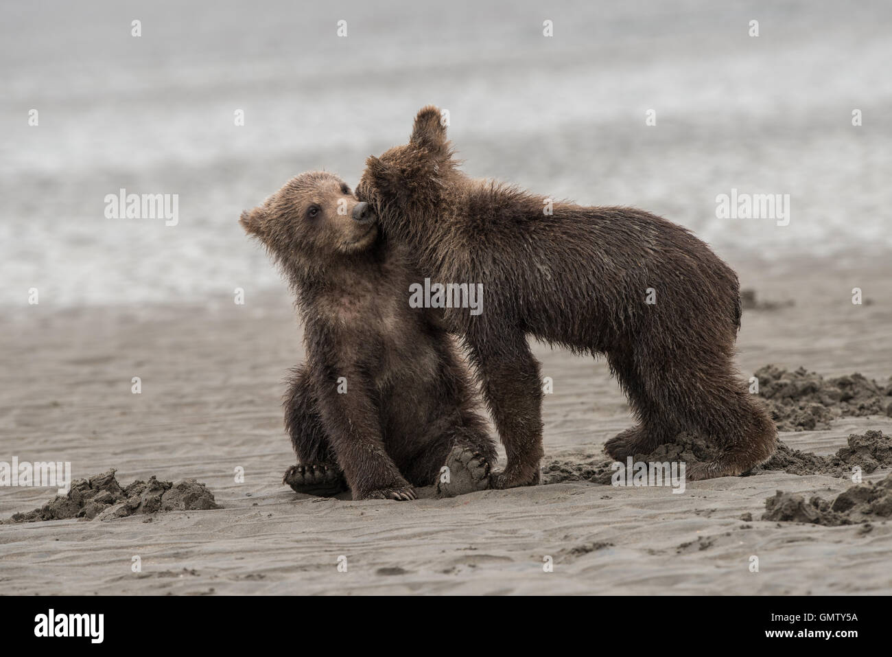 Alaskan brown bear cubs playing Stock Photo - Alamy