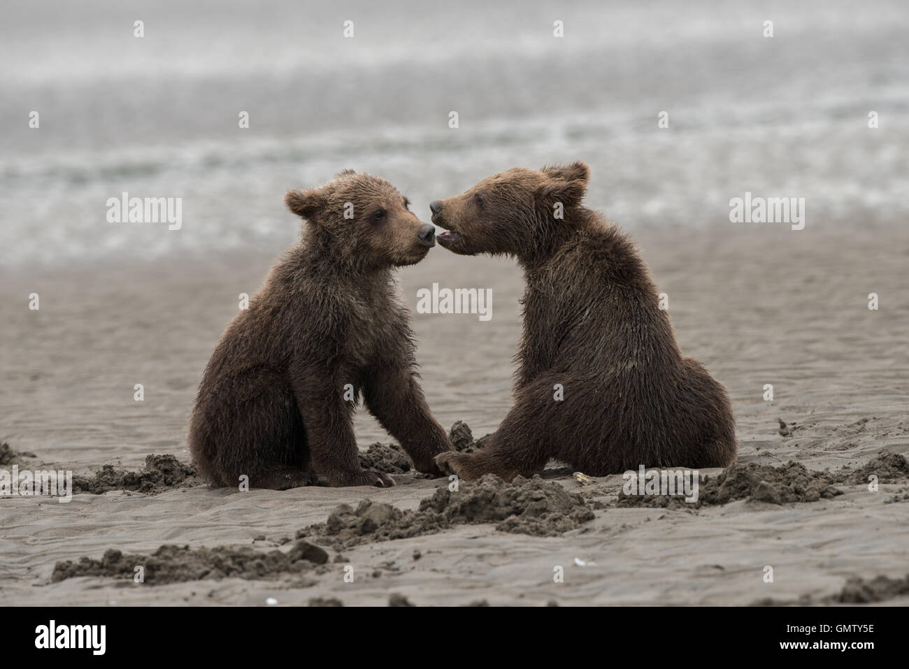 Bear cub sitting on beach hi-res stock photography and images - Alamy
