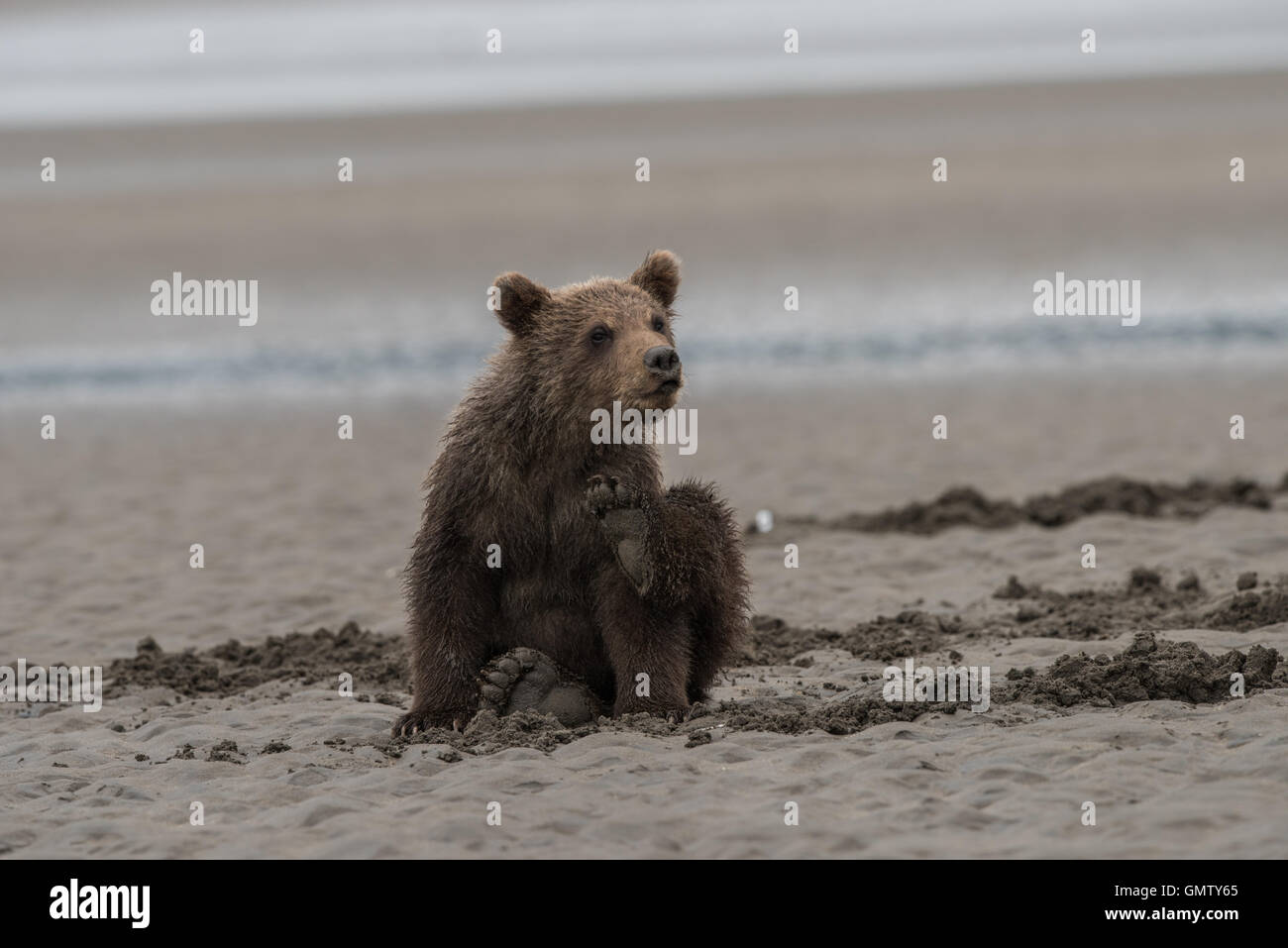 Grizzly bear cubs sitting on beach hi-res stock photography and images ...